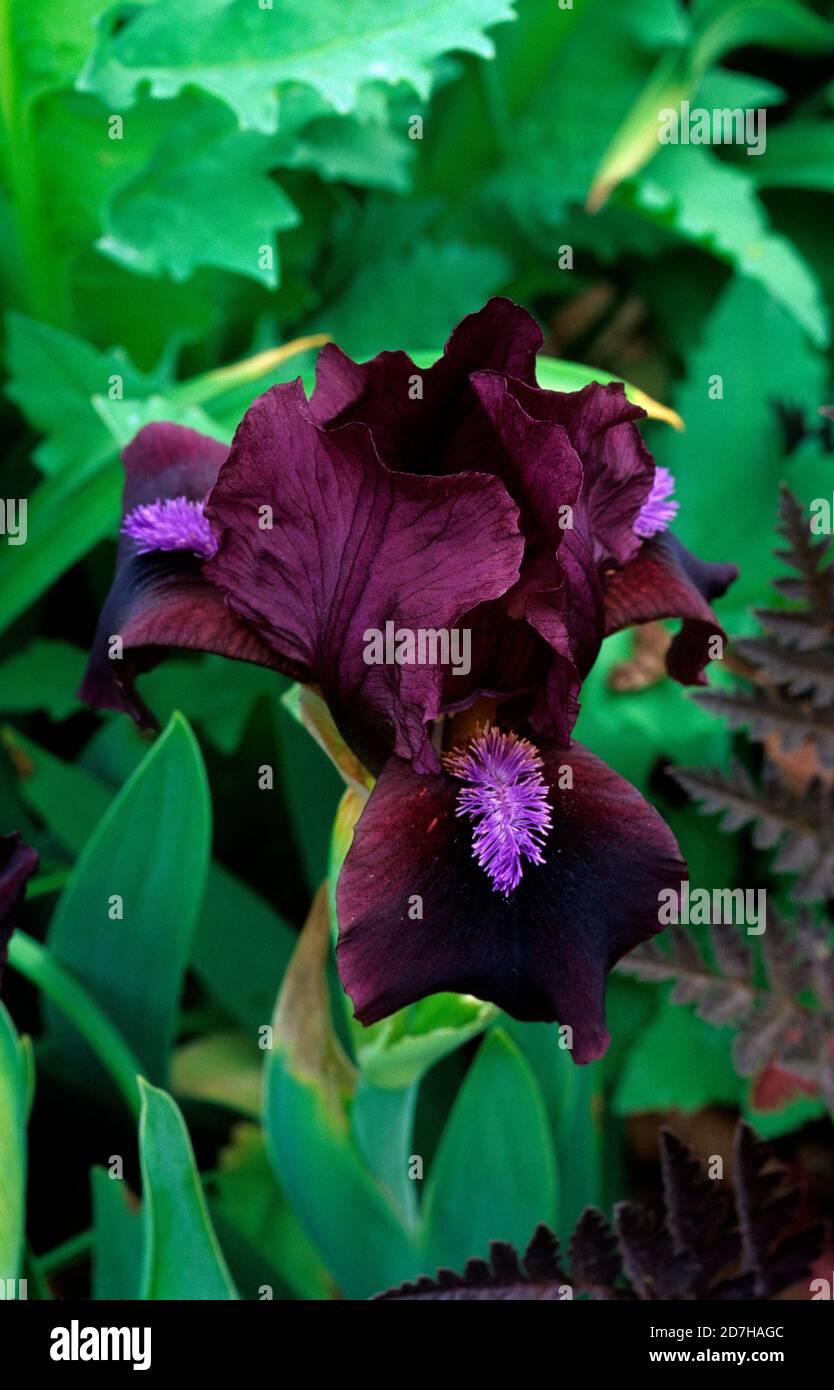 Iris 'Ruby Contrast'. Hadspen Garden, Somerset, England Stock Photo - Alamy
