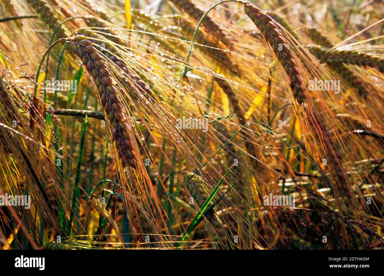 Common barley (Hordeum vulgare) ears Stock Photo - Alamy