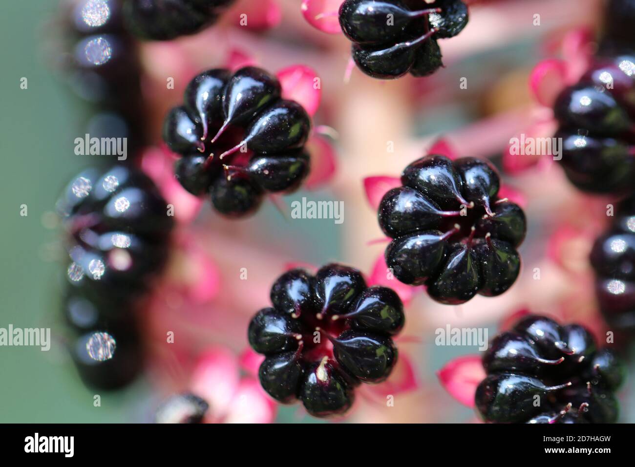 Pokeweed, Indian poke, Red-ink Plant, Indian Pokeweed (Phytolacca ...