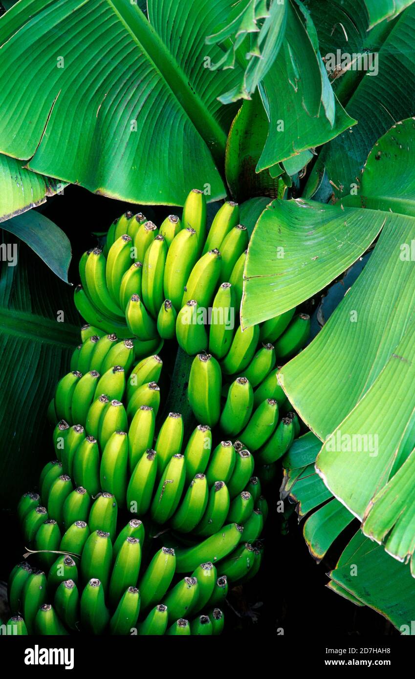 Banana (Musa sp) on tree, Spring Stock Photo - Alamy