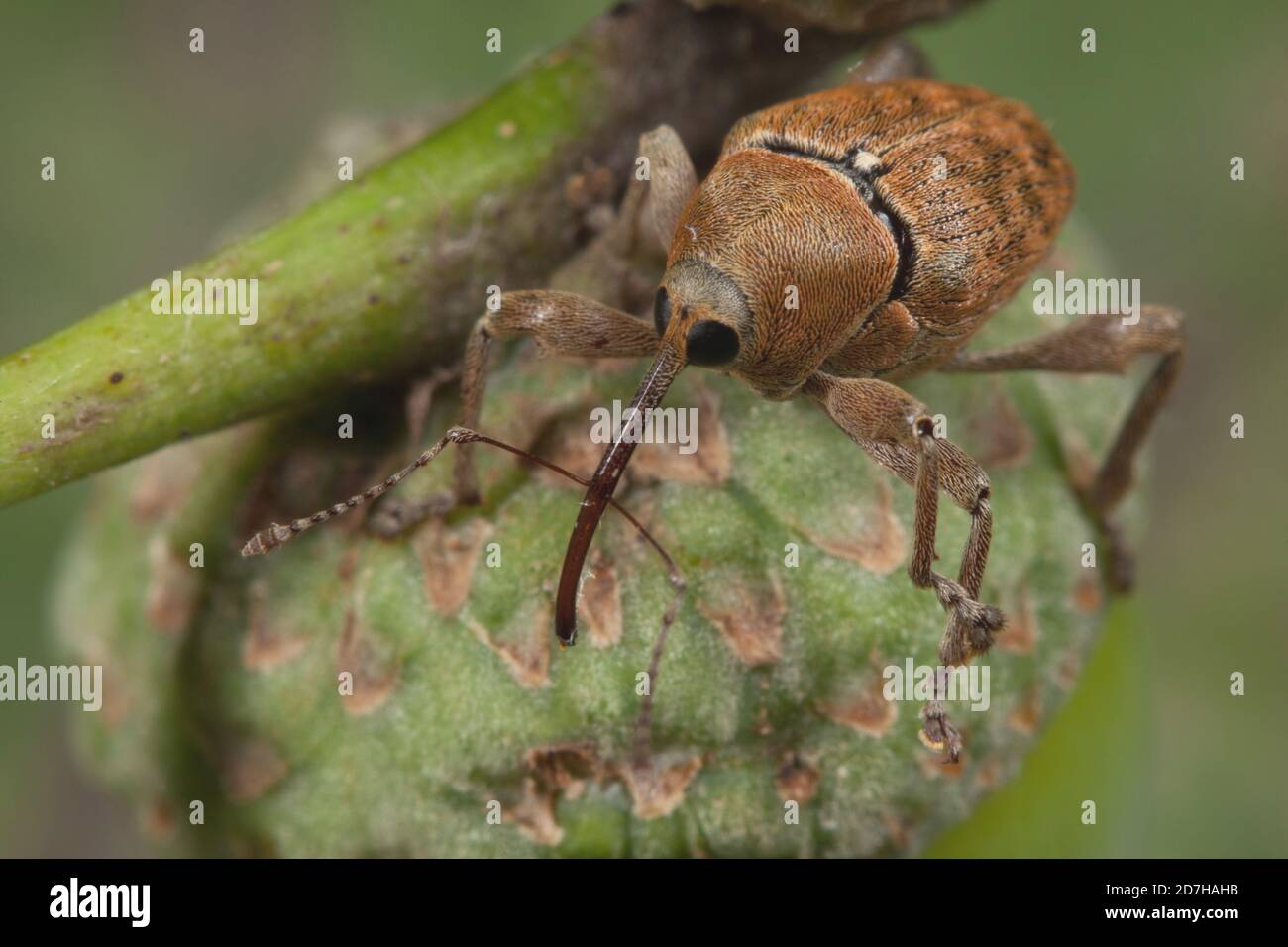 weevil (Curculio venosus), sits on an acorn, Germany Stock Photo - Alamy