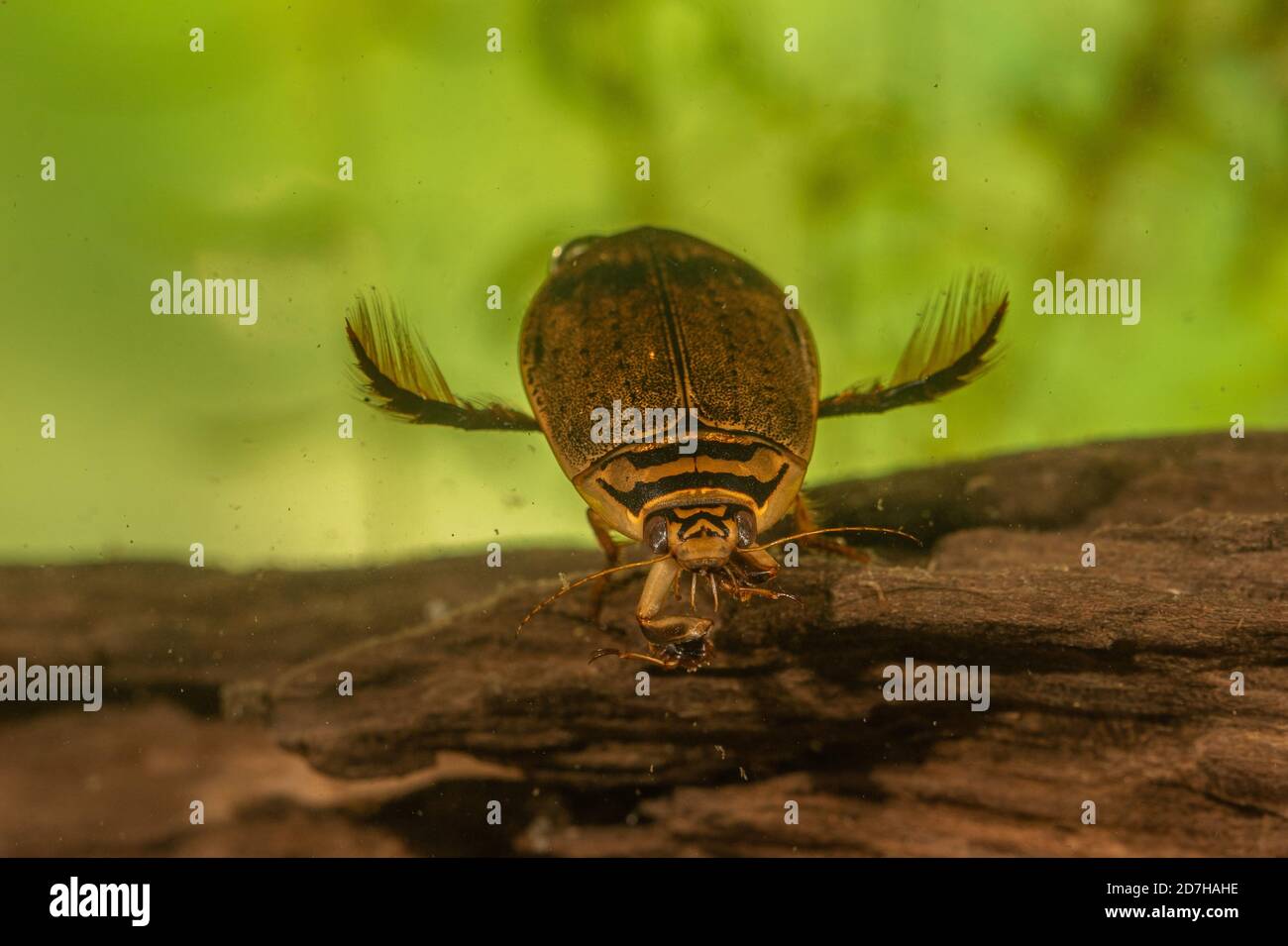 Diving beetles acilius sulcatus hi-res stock photography and images - Alamy
