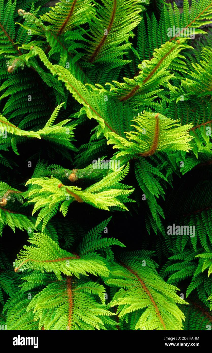 Soft shield fern (Polystichum setiferum) foliage Stock Photo - Alamy