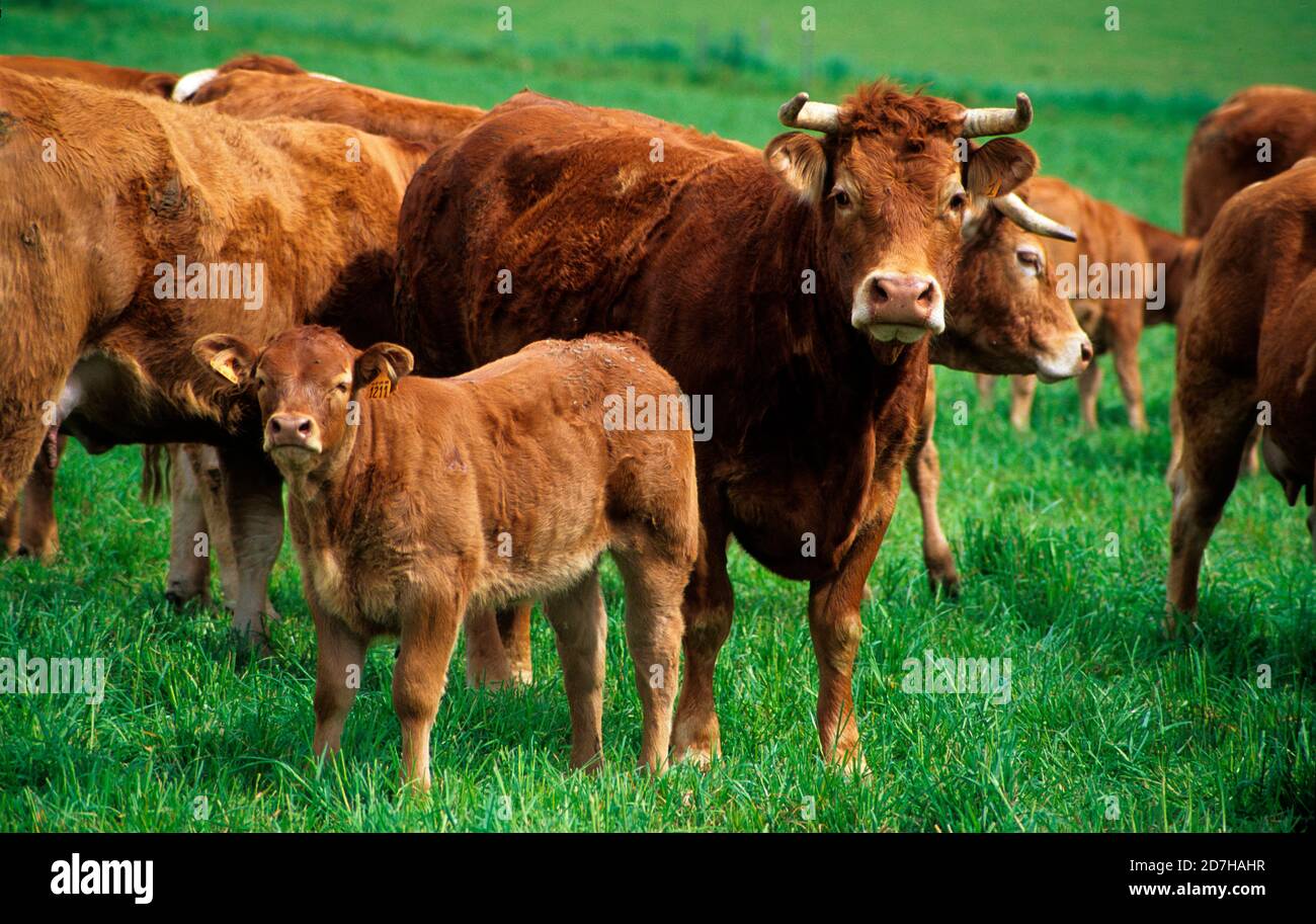 Limousine cow and calf in a meadow Stock Photo - Alamy