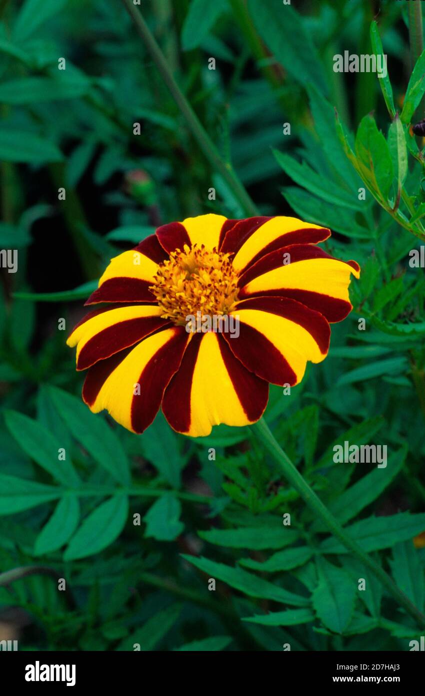 Hybrid French marigold (Tagetes patula) flower Stock Photo - Alamy