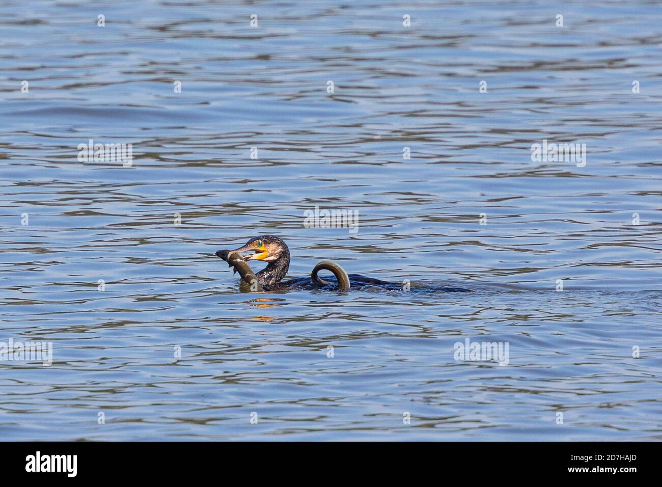 great cormorant (Phalacrocorax carbo), fighting with catched eel in a ...