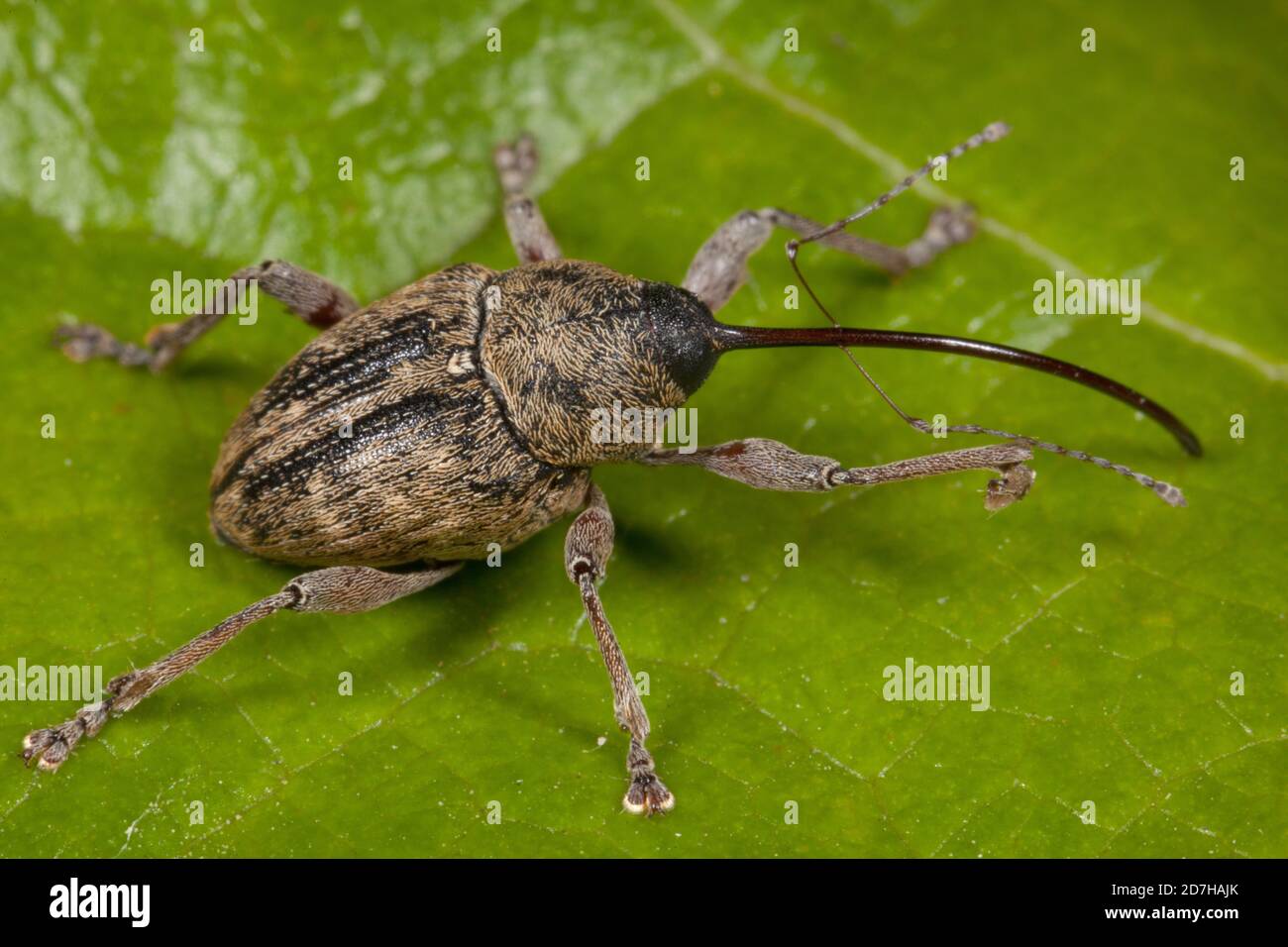 Curculio tesellatus hi-res stock photography and images - Alamy