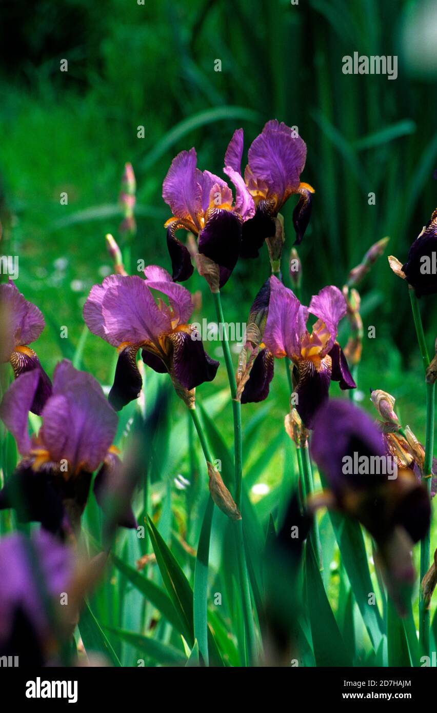 Iris 'Alcazar', flowers Stock Photo - Alamy