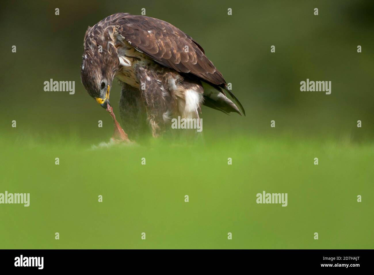Eurasian buzzard (Buteo buteo), feeding prey in a meadow, side view ...