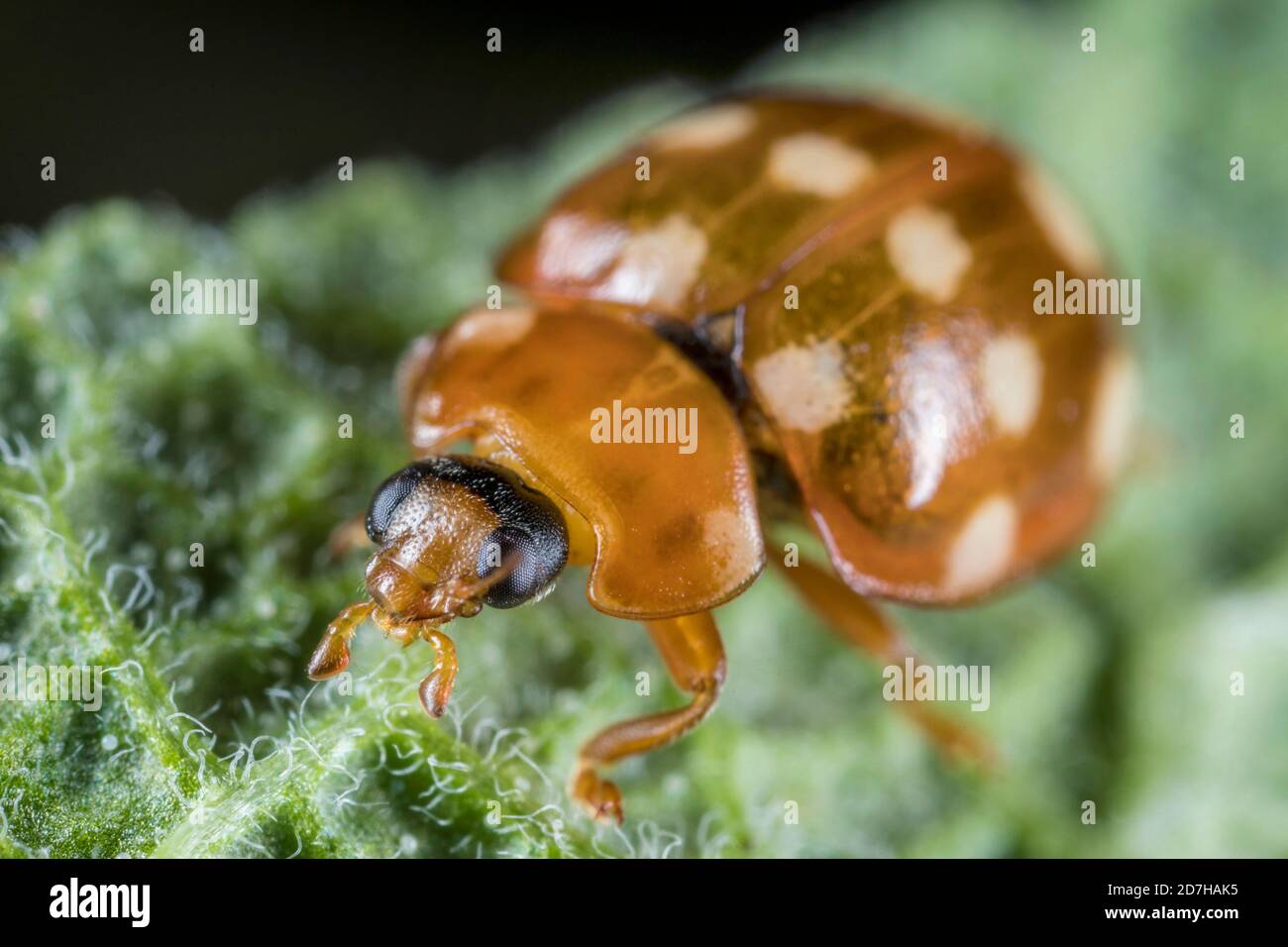 Cream-spot ladybird, Cream spot ladybird, Cream Spotted Lady-beetle ...