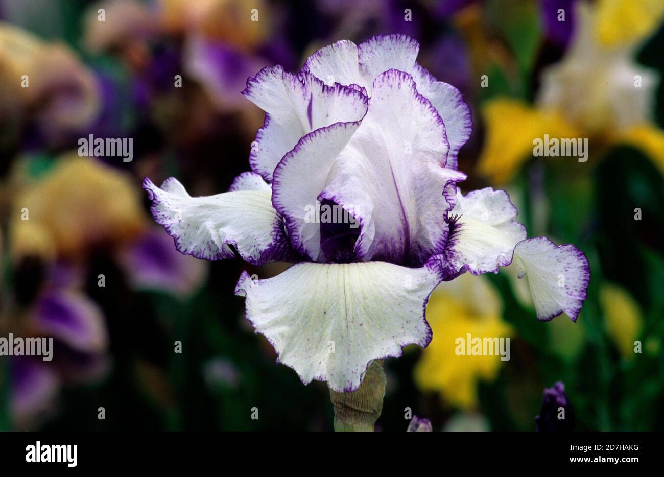 Iris Modern Definition at Loren Bona blog