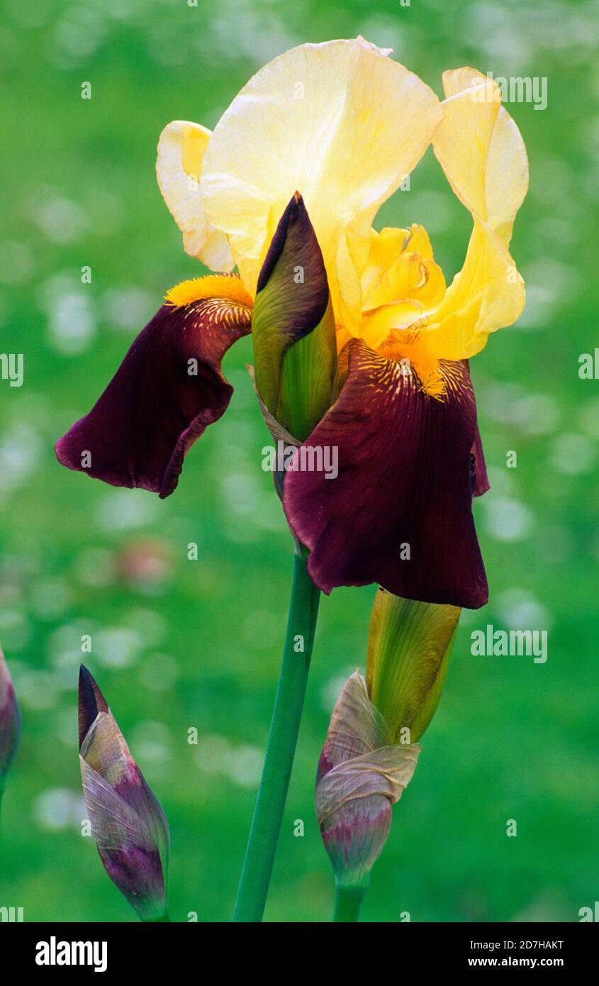 Purple bicolor iris flower hi-res stock photography and images - Alamy