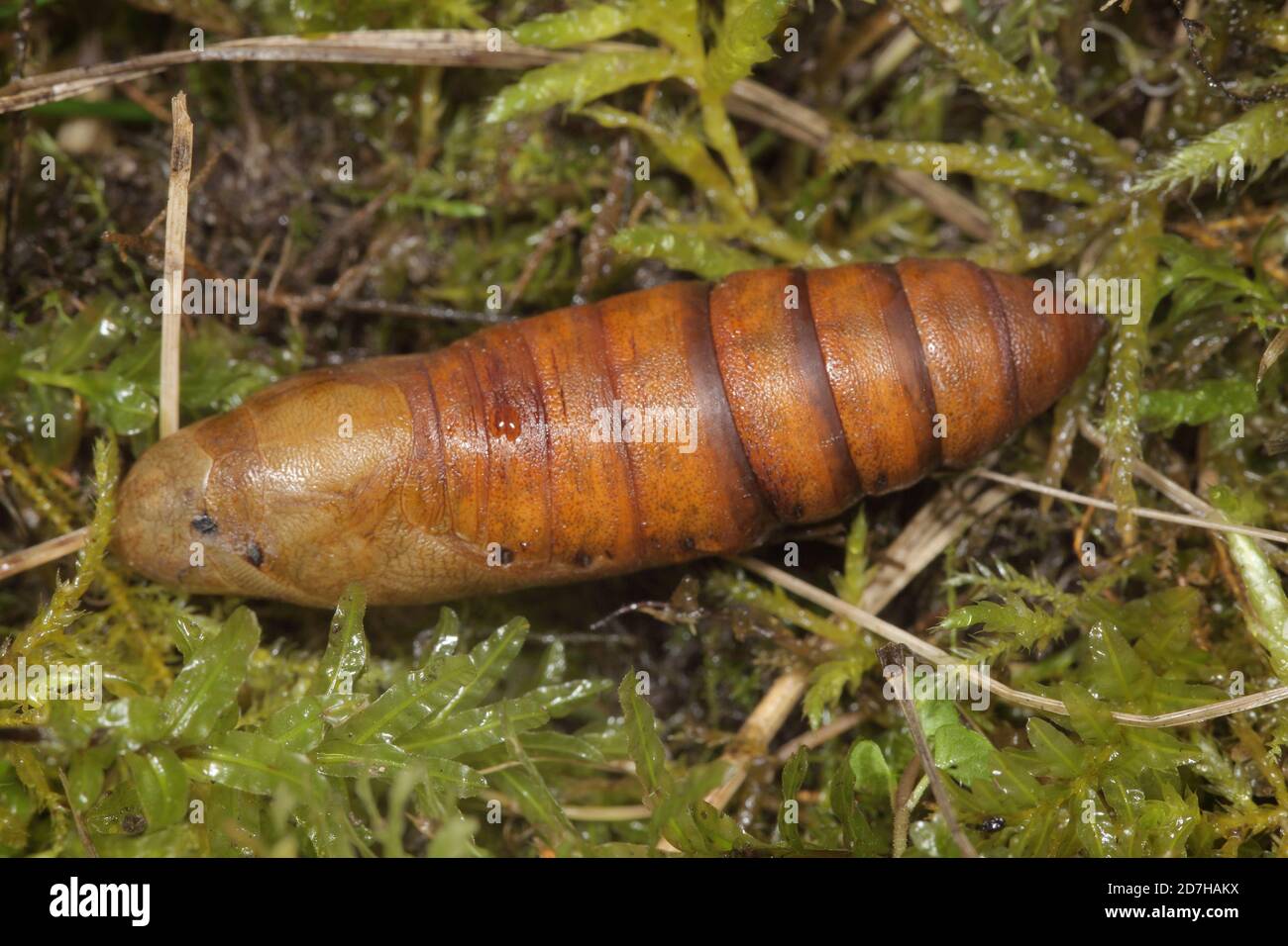 Pupa lying on hi-res stock photography and images - Alamy
