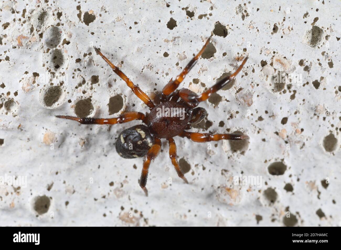 tangle-web spider (Steatoda phalerata, Asagena phalerata), sits on the ...