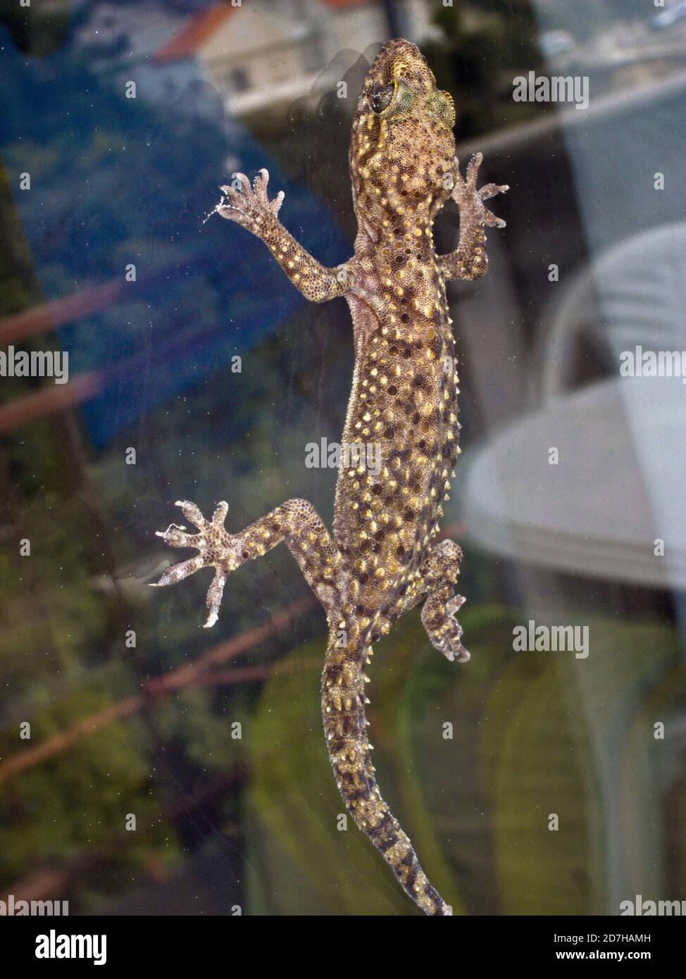Common wall gecko, Moorish gecko, Moorish Wall Gecko, Salamanquesa ...
