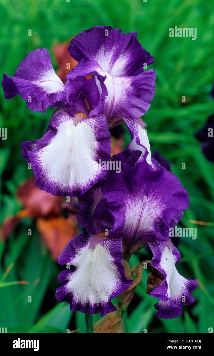 Iris 'Rococo', flowers Stock Photo - Alamy