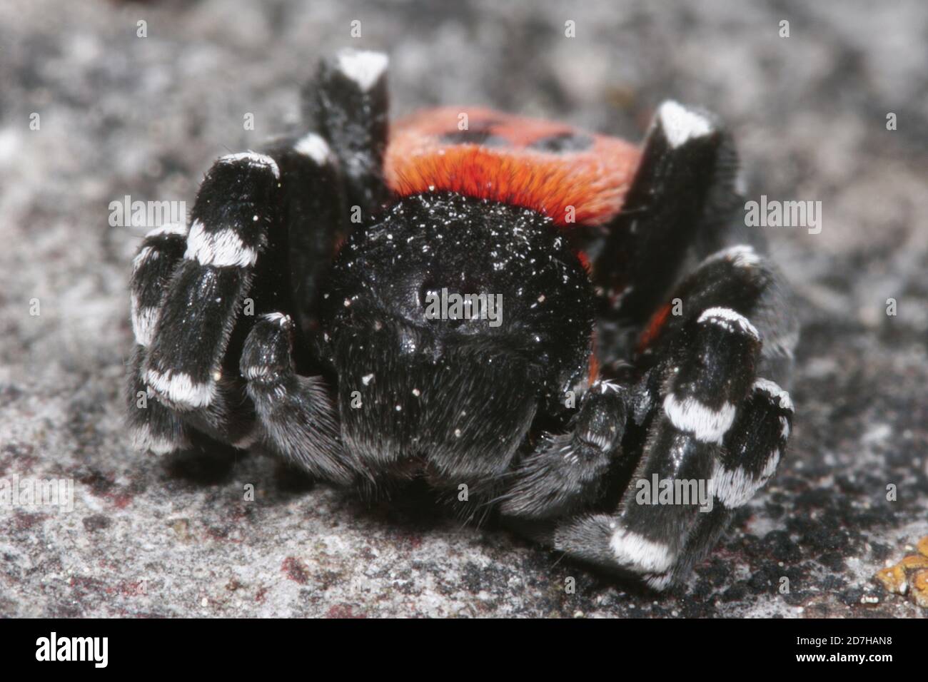 Red Ladybird spider (Eresus sandaliatus), male on a stone, front view ...