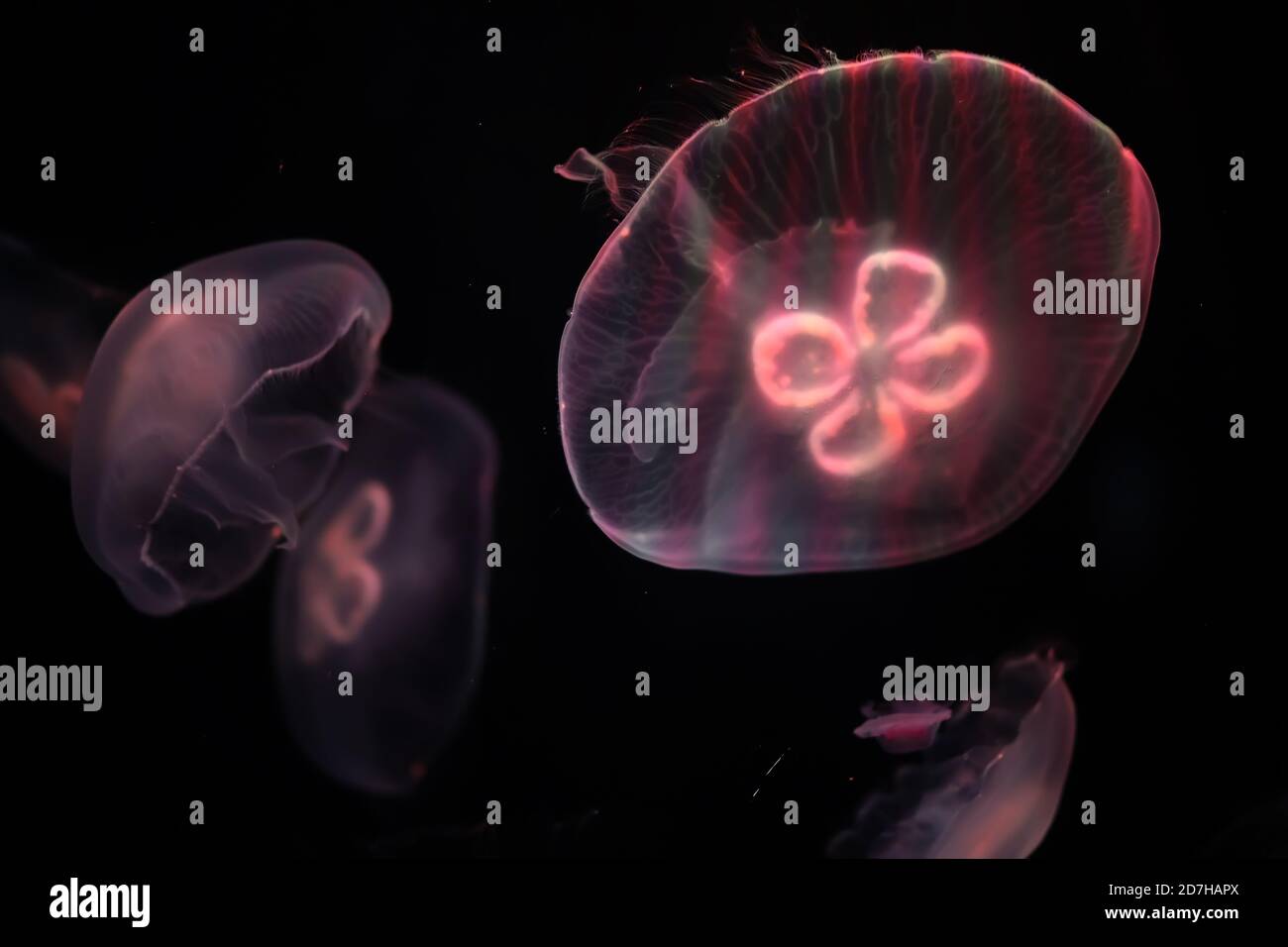 Many multi-colored jellyfish float under water macro shooting Stock ...