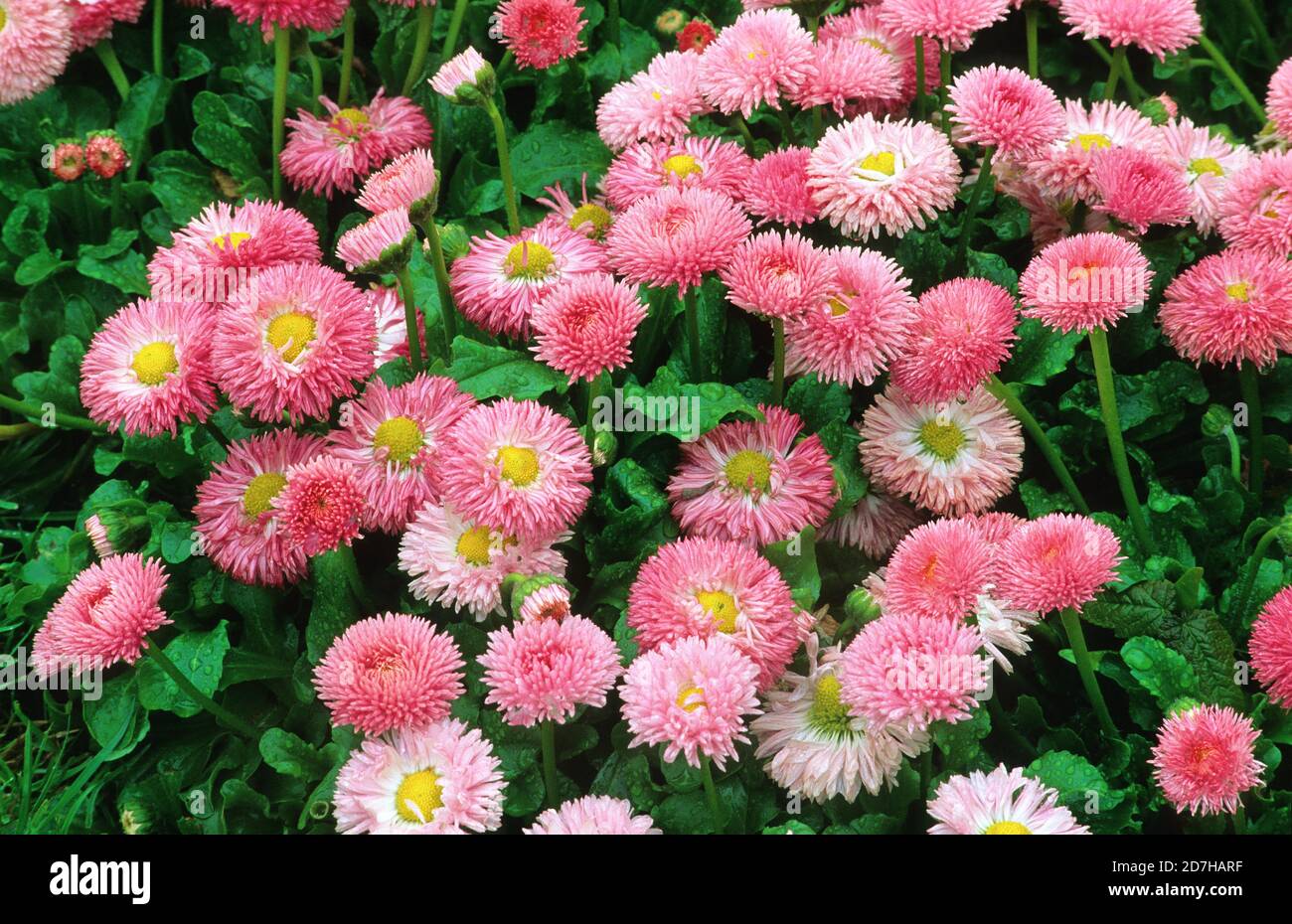 Lawn Daisy (Bellis perennis robella) in bloom Stock Photo - Alamy