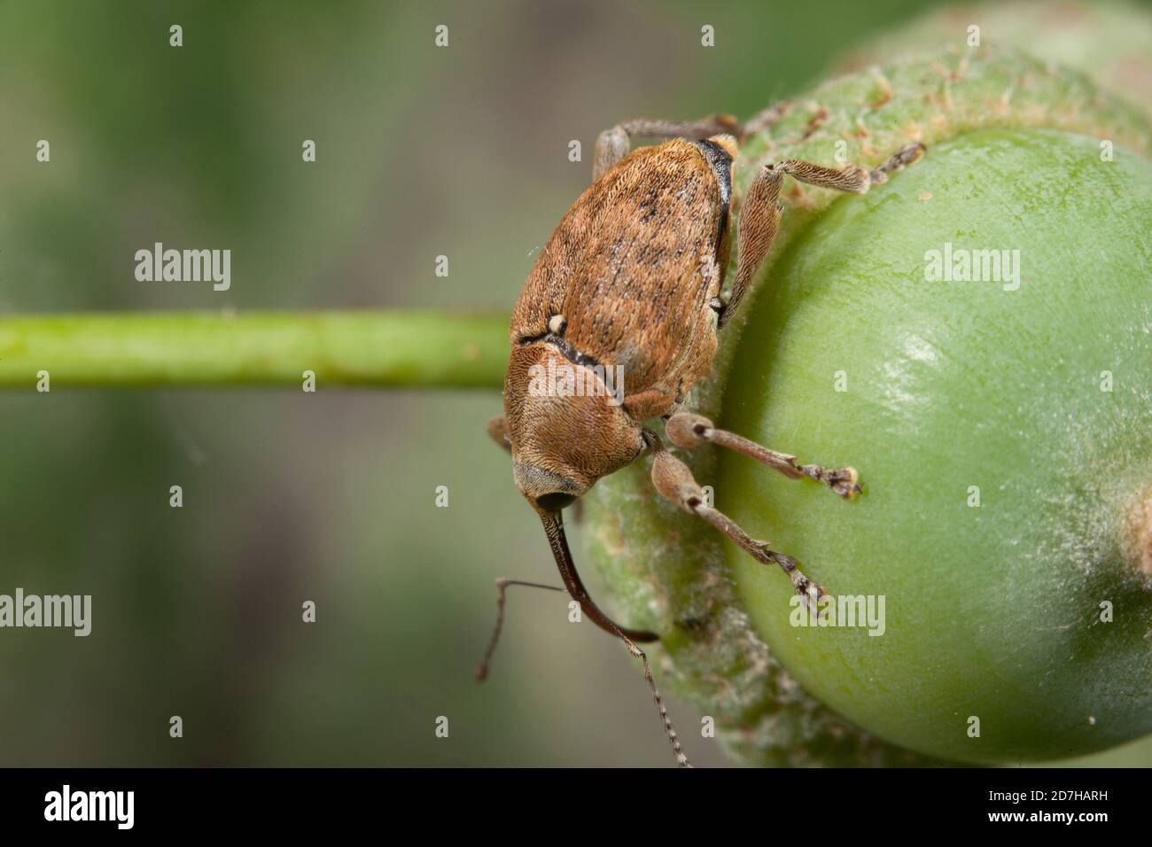 weevil (Curculio venosus), sits on an acorn, Germany Stock Photo - Alamy