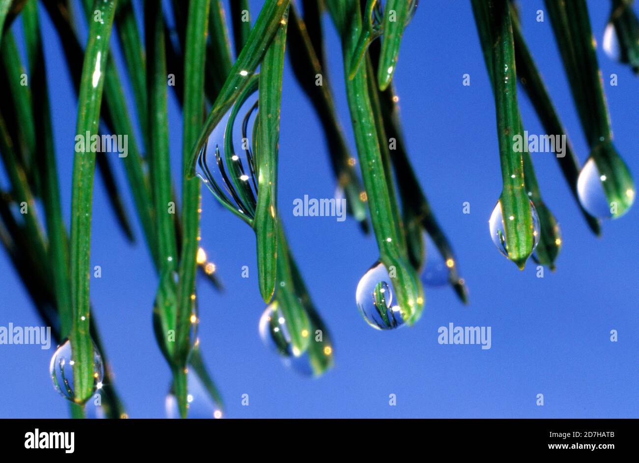 Dew drops on Pine (Pinus sp) needle Stock Photo - Alamy