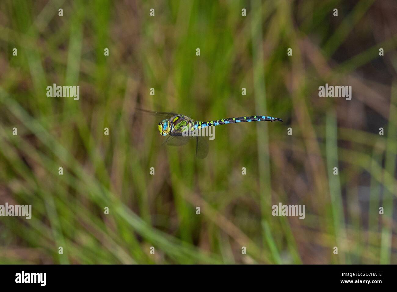 blue-green darner, southern aeshna, southern hawker (Aeshna cyanea ...