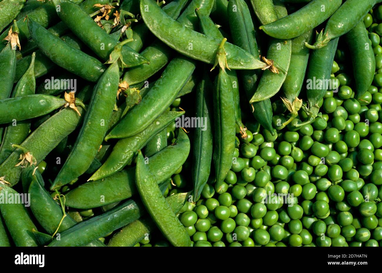 Green peas (Pisum sativum), vegetable Stock Photo - Alamy