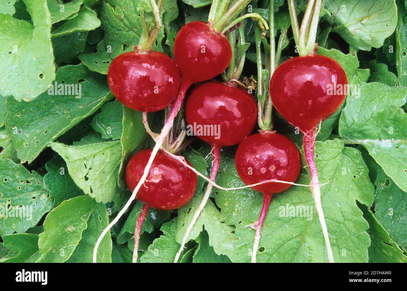 Radish 'Rondar' (Raphanus sativus), vegetable Stock Photo - Alamy