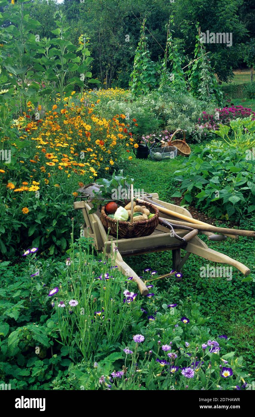Flowered organic vegetable garden: Wheelbarrow and Basket with ...