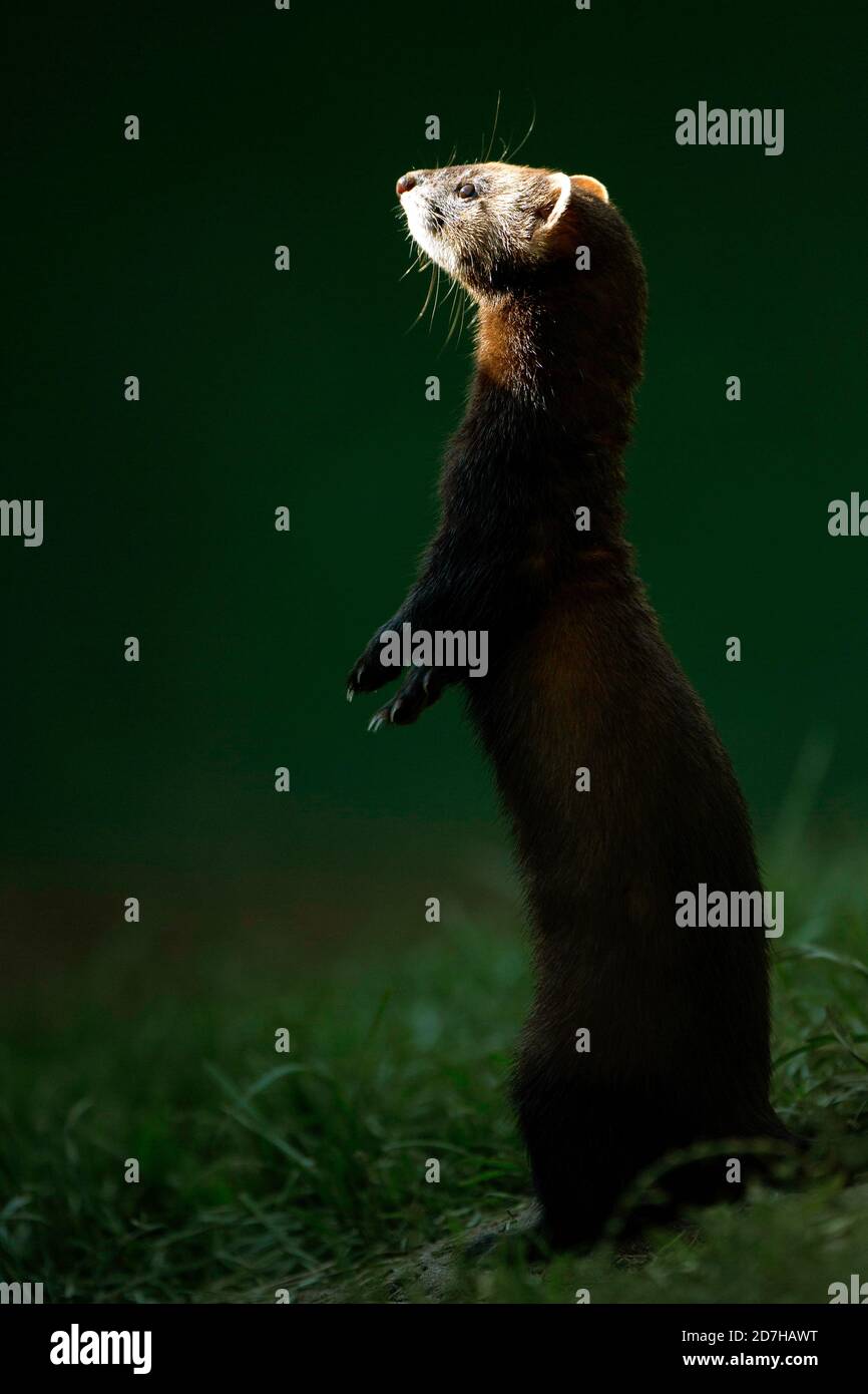 European polecat (Mustela putorius), standing on hind legs, side view ...