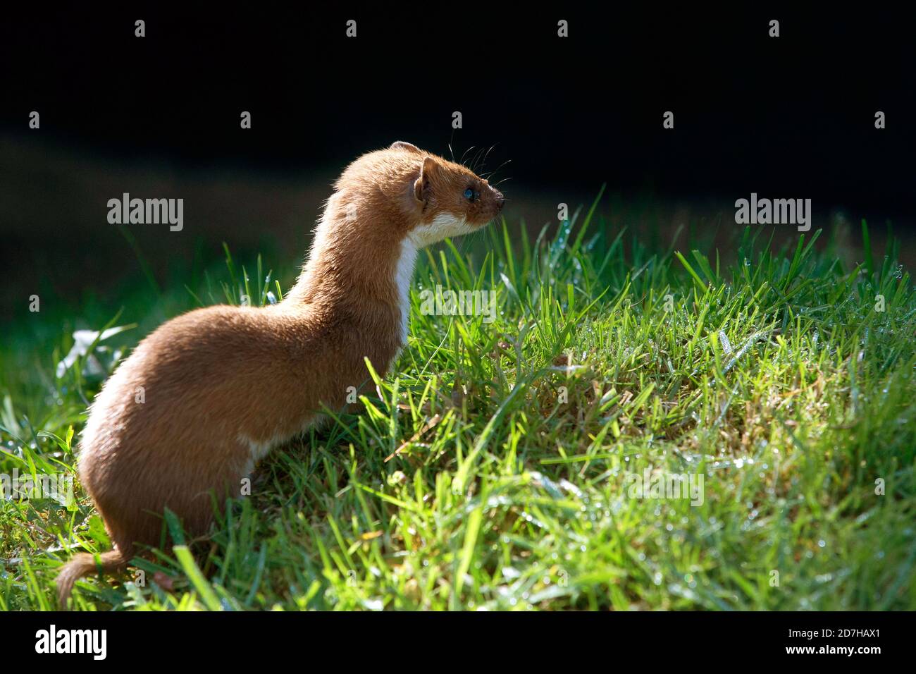 Petite animals hi-res stock photography and images - Alamy