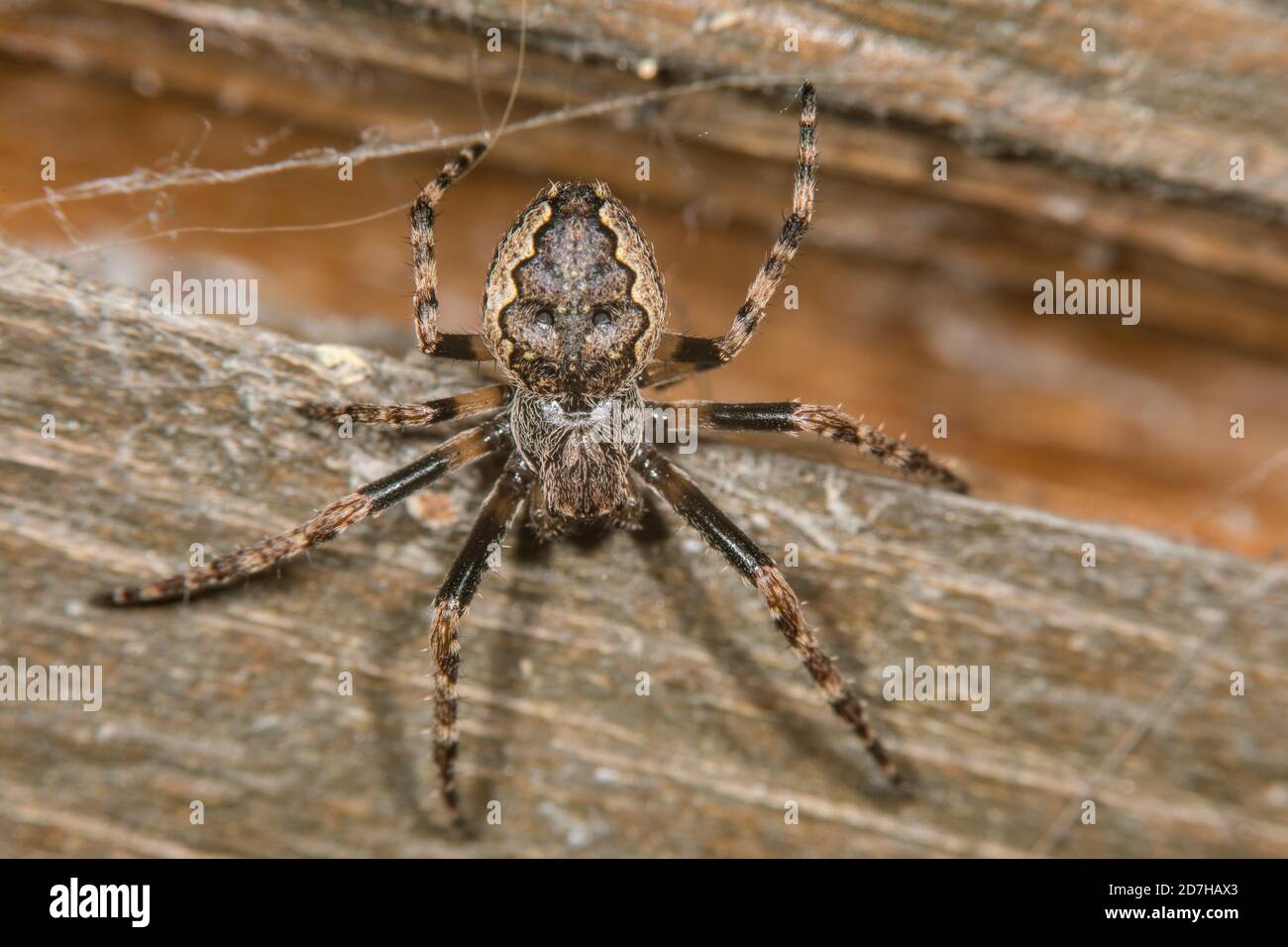 Crevice spider, Walnut Orb-Weaver Spider, Walnut orb weaver spider ... Crevice spider, Walnut Orb-Weaver Spider, Walnut orb weaver spider ...