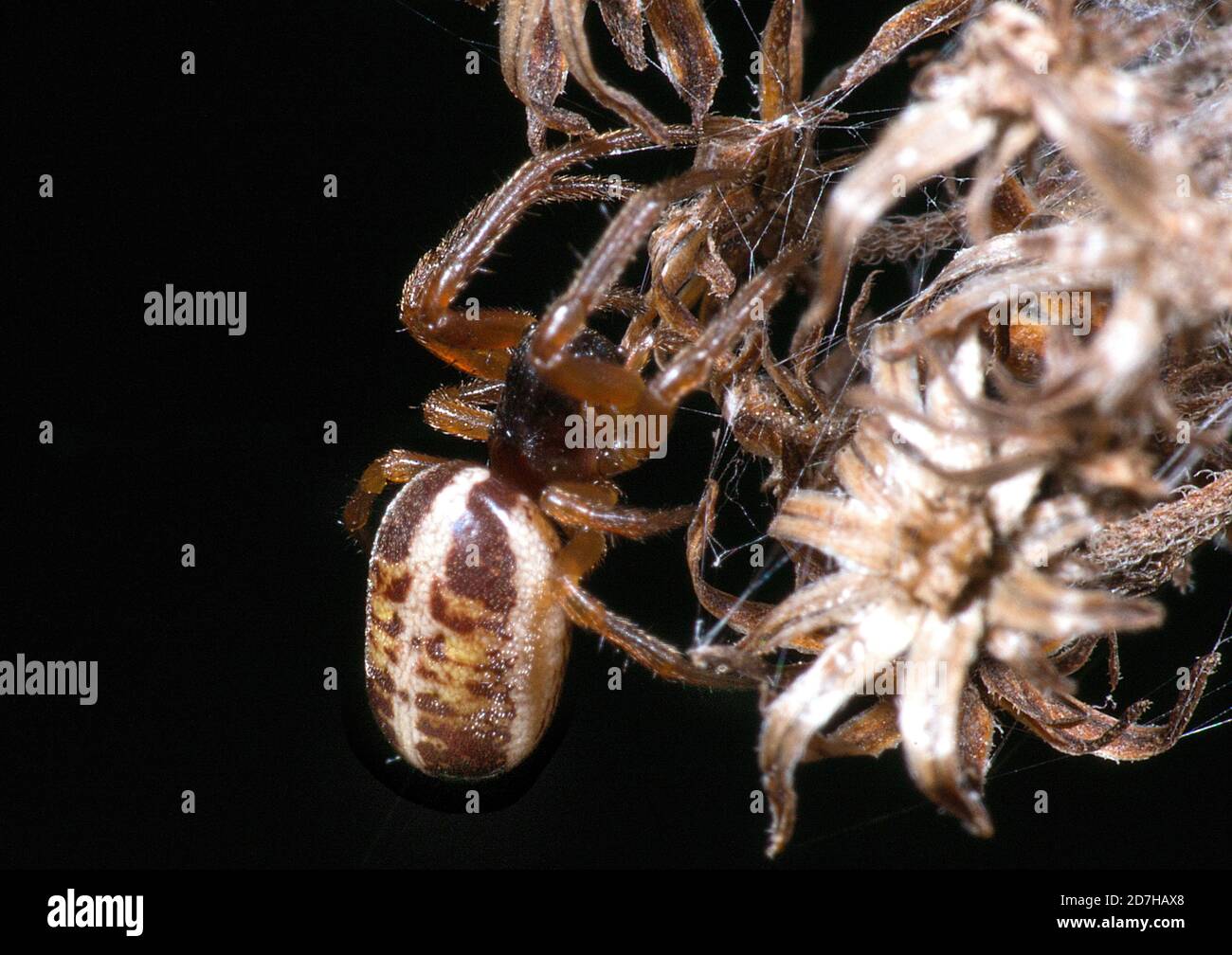orbweaver (Singa nitidula), sits on withered inflorescence, Germany ...