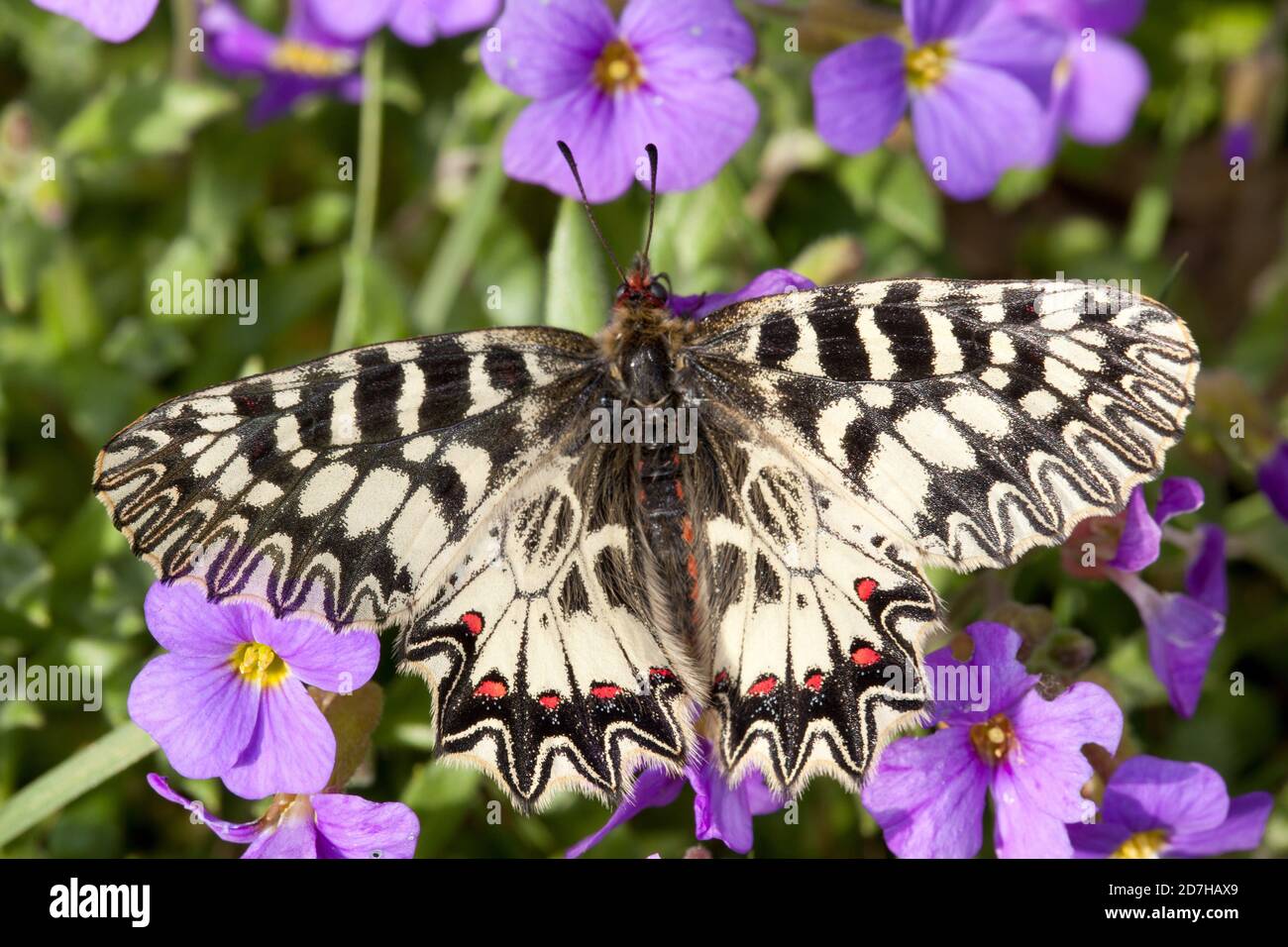 Festoons of flowers hi-res stock photography and images - Alamy
