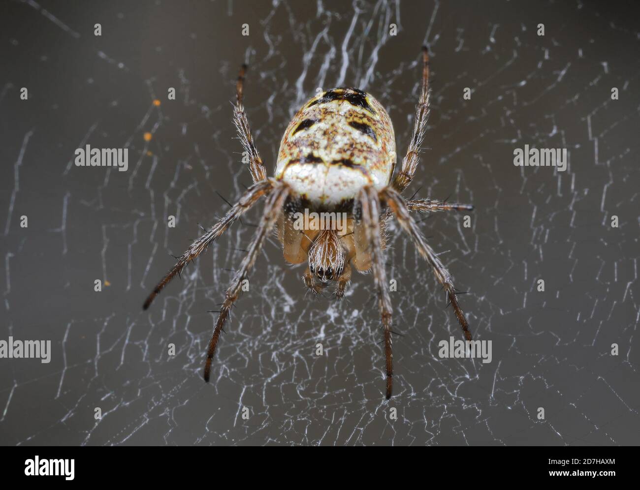 Spider web top hi-res stock photography and images - Alamy