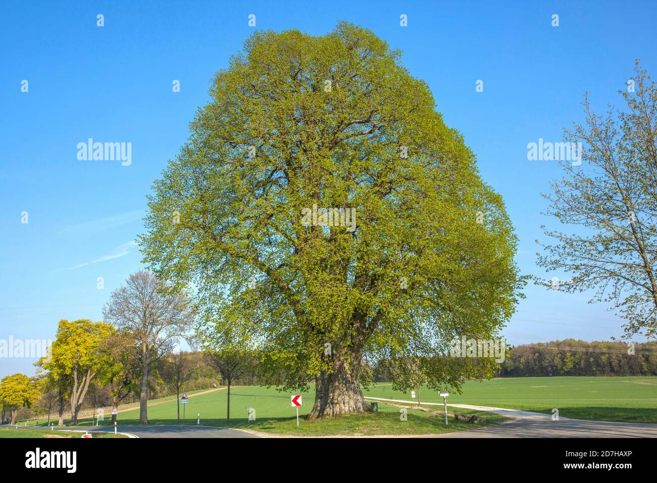 large-leaved lime, lime tree (Tilia platyphyllos), time tree near ...