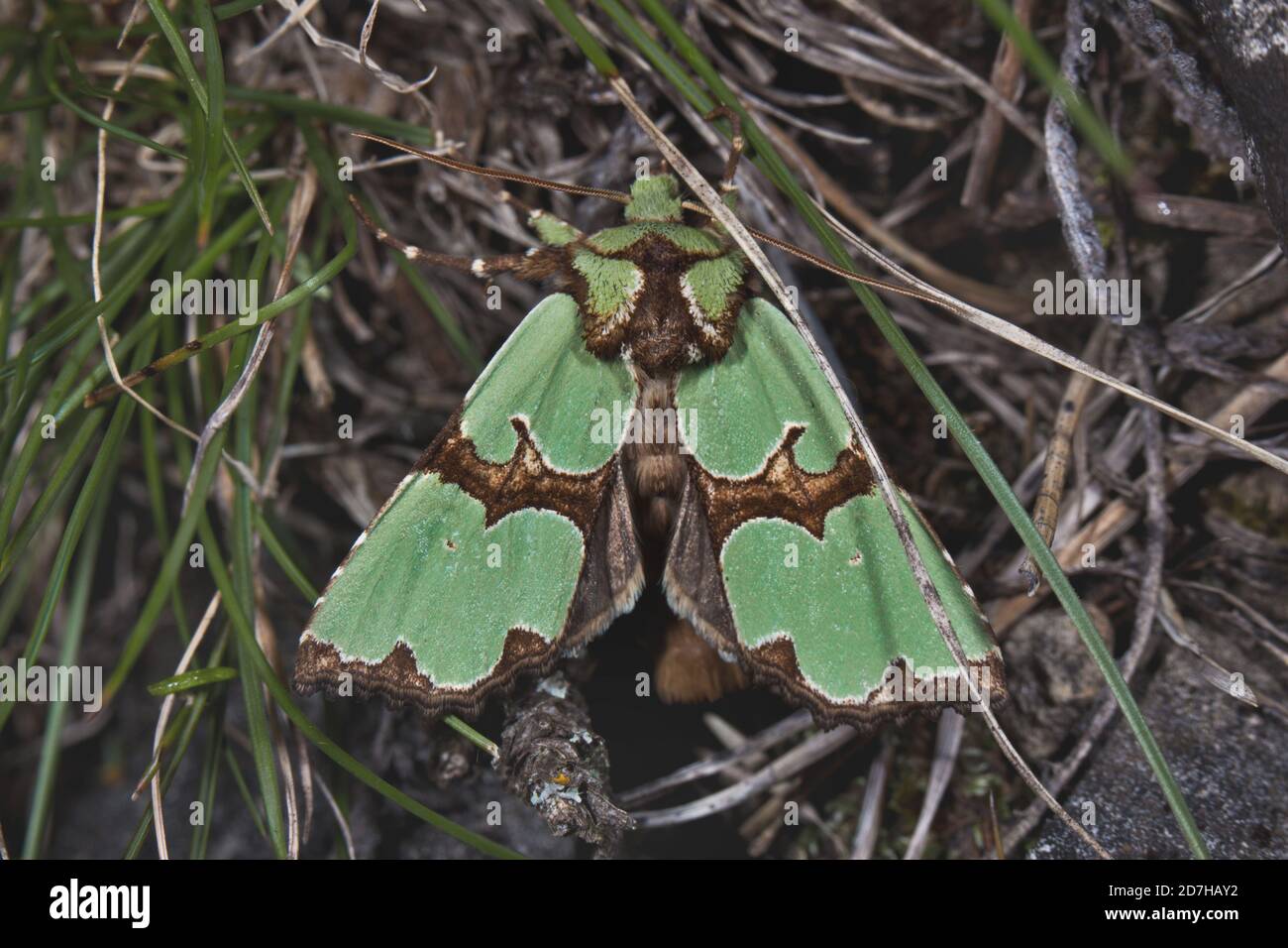 noctuid moth (Staurophora celsia), between grass on the ground, dorsal ...