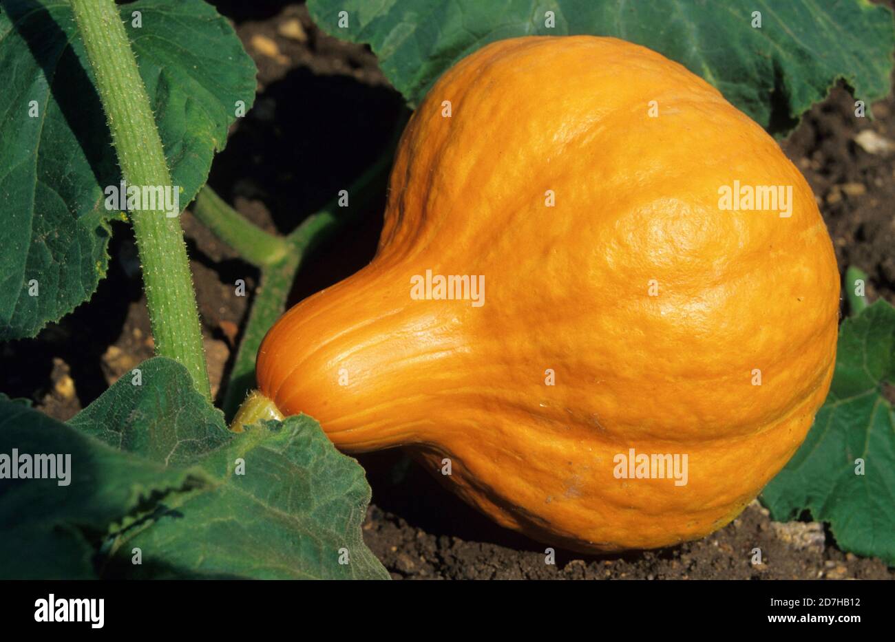 Squash (Cucurbita maxima "potimarron"), vegetable Stock Photo - Alamy