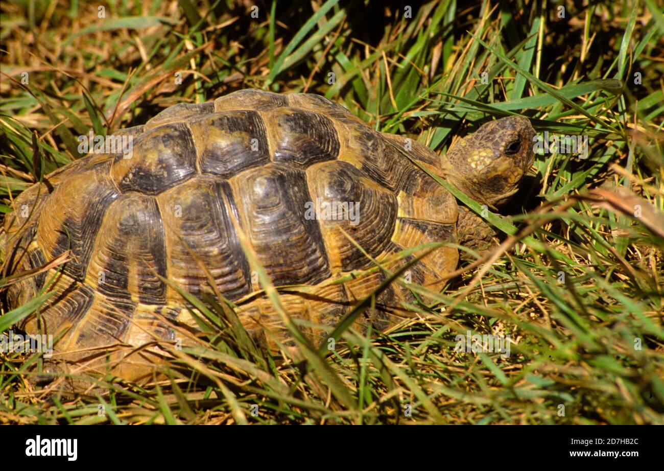Hermann's Tortoise (Testudo hermanni) in grass Stock Photo - Alamy