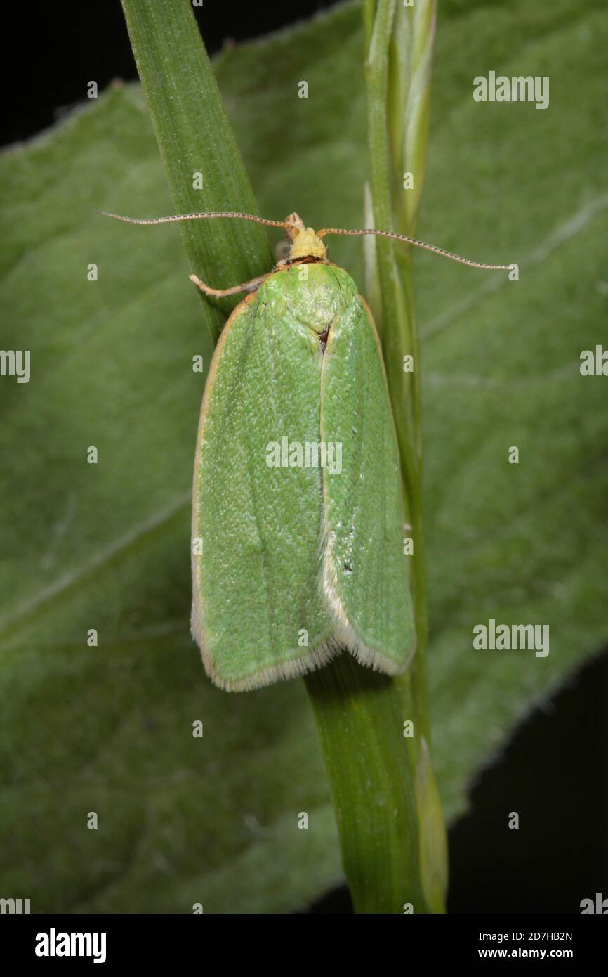 pea-green oak curl, green oak tortrix, oak leafroller, green oak roller ...