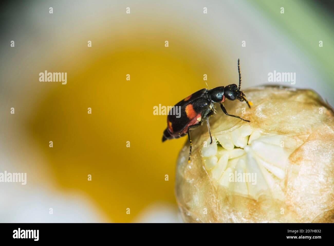 Anthocomus fasciatus hi-res stock photography and images - Alamy