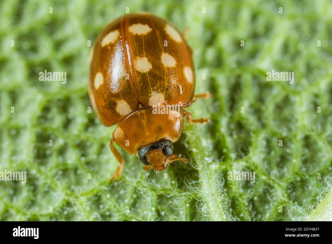 Cream-spot ladybird, Cream spot ladybird, Cream Spotted Lady-beetle ...