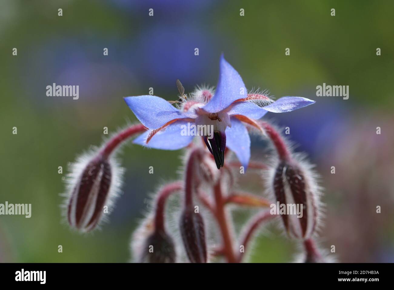 common borage (Borago officinalis), flower and buds, Germany Stock ...