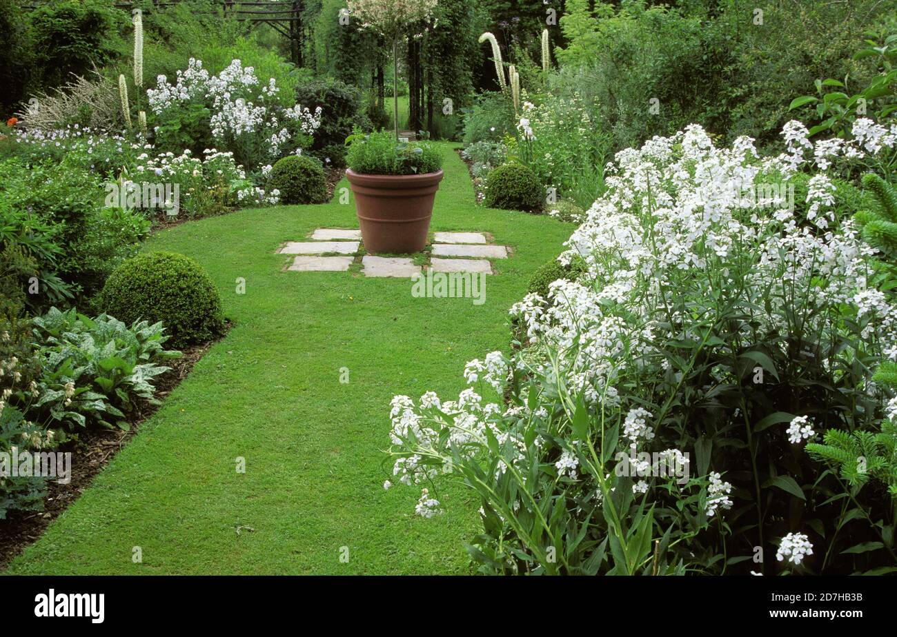 White monochrome bed: Dame's Rocket seed (Hesperis matronalis) 'Alba ...