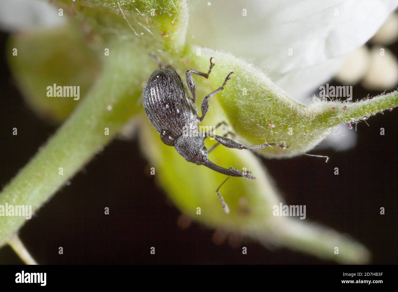 Calyx High Resolution Stock Photography and Images - Alamy