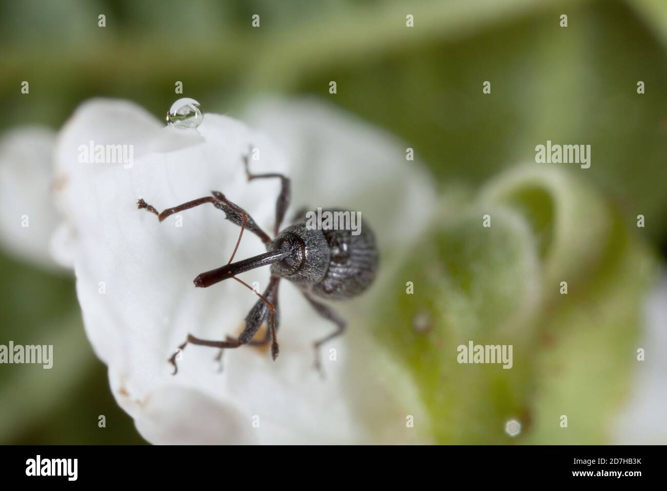 berry blossom weevil, strawberry blossom weevil (Anthonomus rubi), sits ...