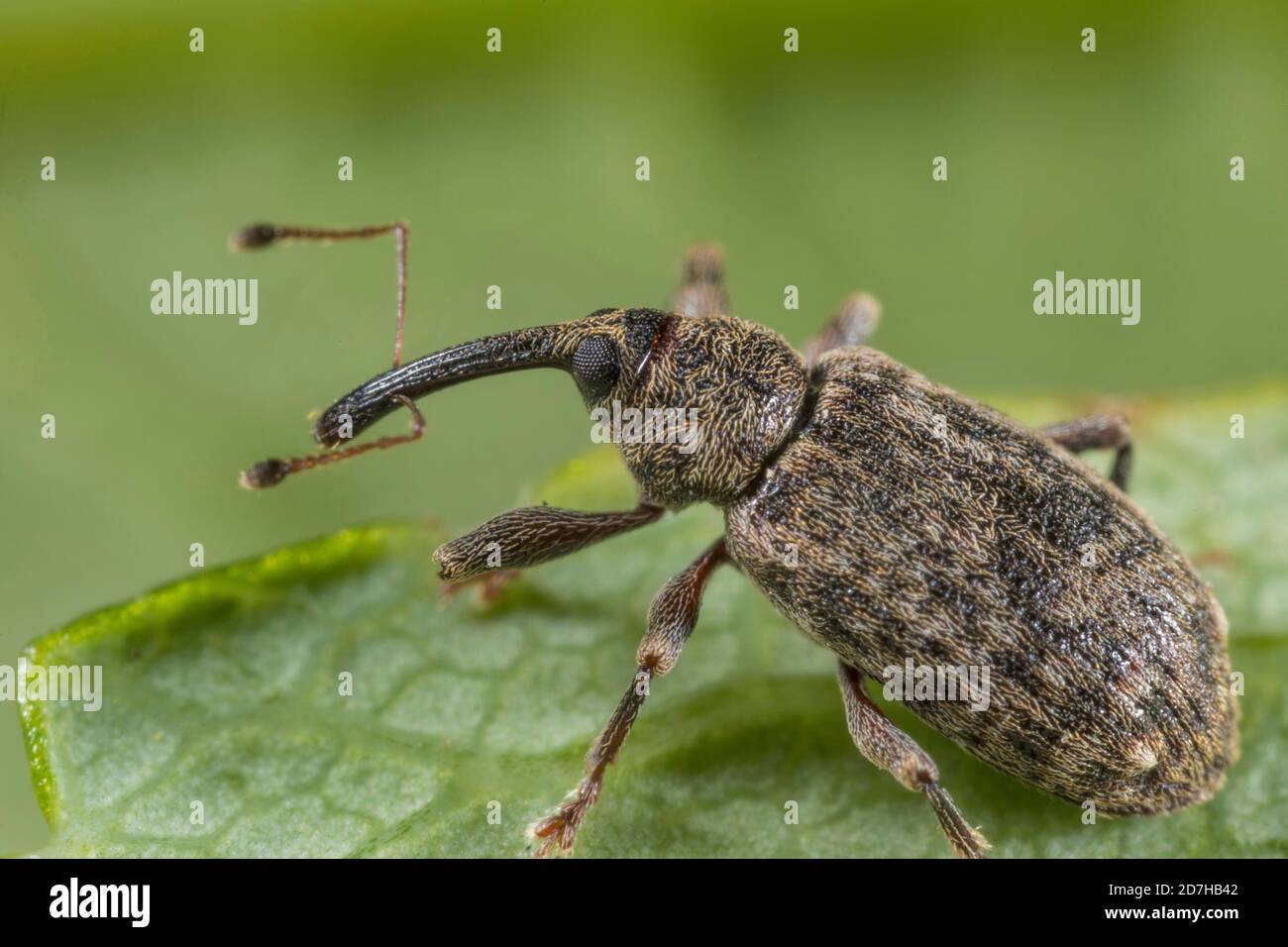 Snoot beetle hi-res stock photography and images - Alamy