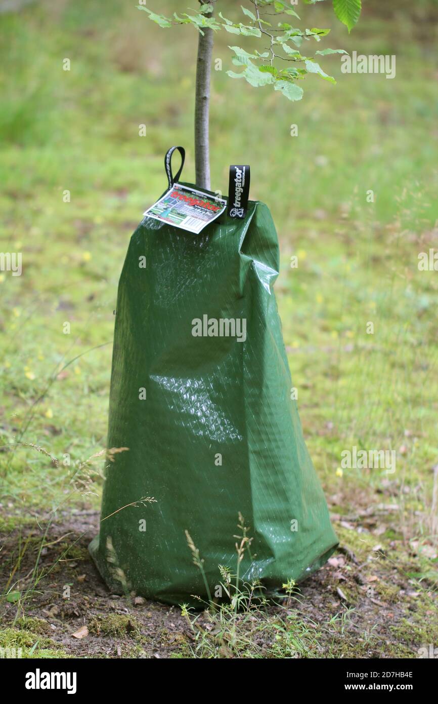 watering sack at a tree, Germany Stock Photo - Alamy