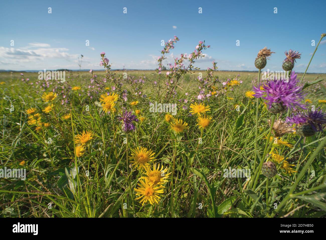 Species rich meadows hi-res stock photography and images - Alamy