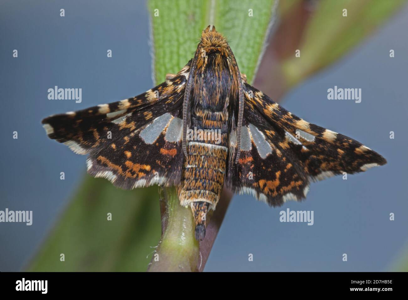 Window moth, Pygmy Moth (Thyris fenestrella, Phalaena fenestrella ...